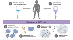 CAR-T cell therapy: main components, manufacturing, and prospects | QbD ...