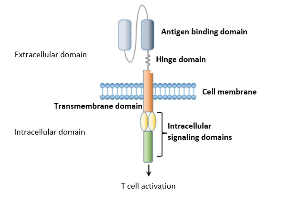 CAR-T cell therapy: main components, manufacturing, and prospects | QbD ...