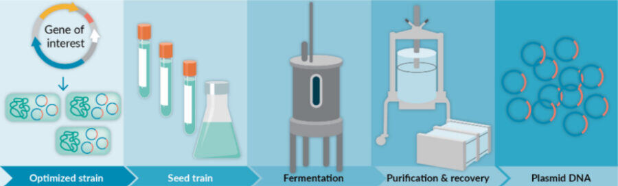 Understanding plasmids: small molecules with big implications | QbD Group