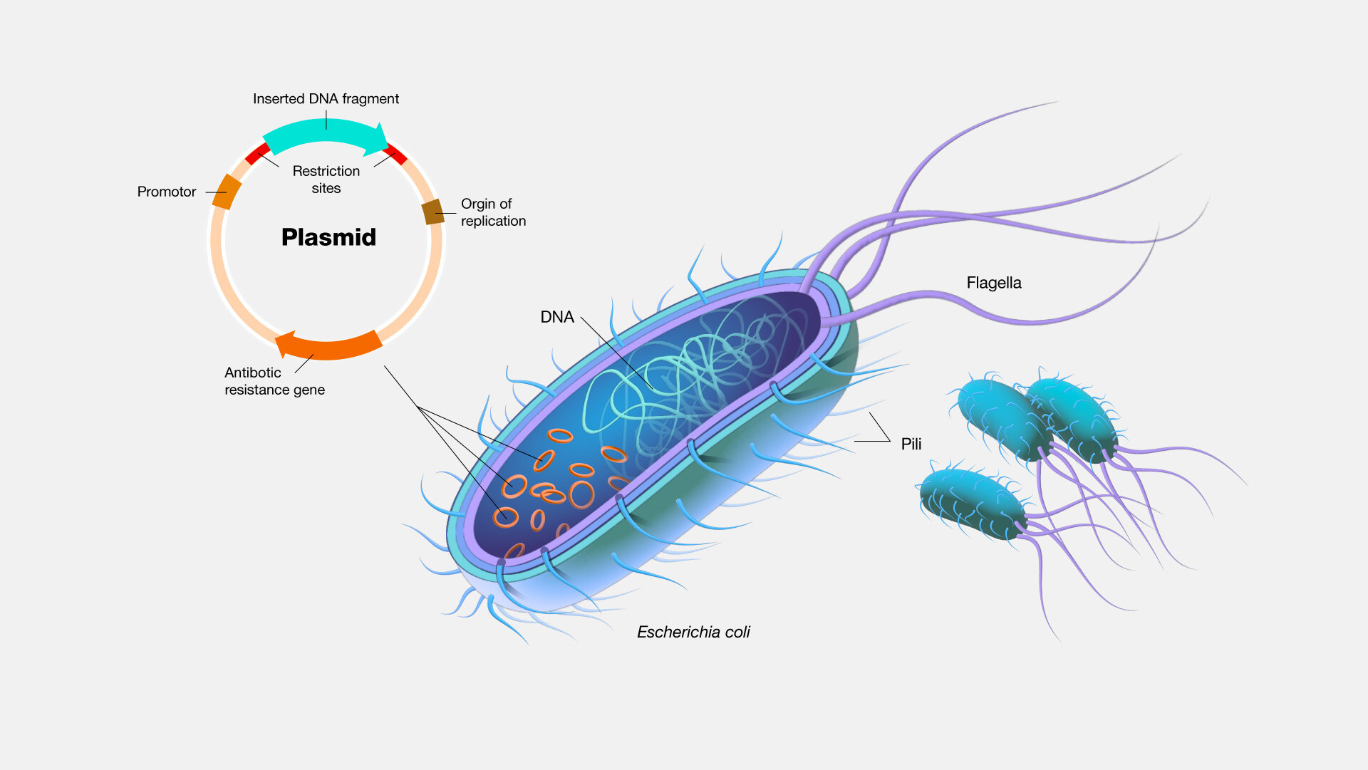 Understanding plasmids: small molecules with big implications | QbD Group